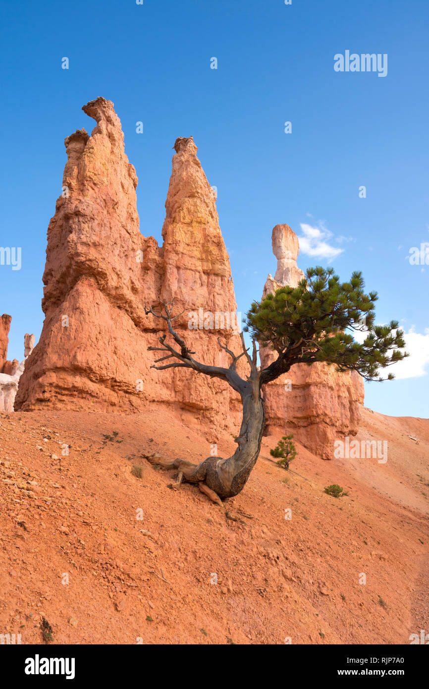 Trees in bryce canyon in the united states of america Stock Photo - Alamy