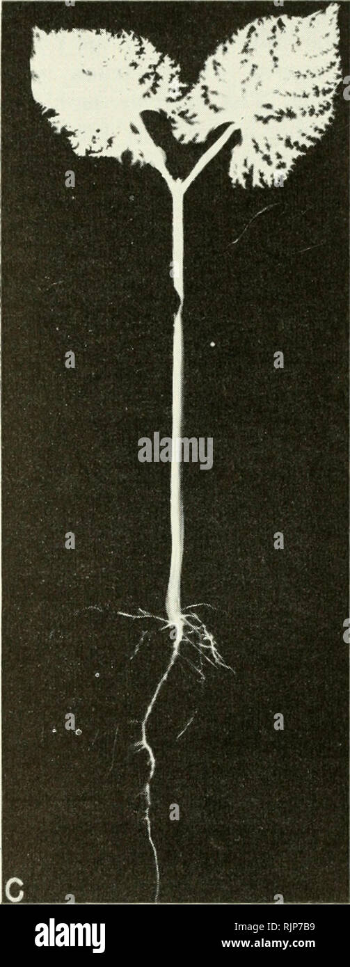 Autoradiograph of leaf hi-res stock photography and images - Alamy