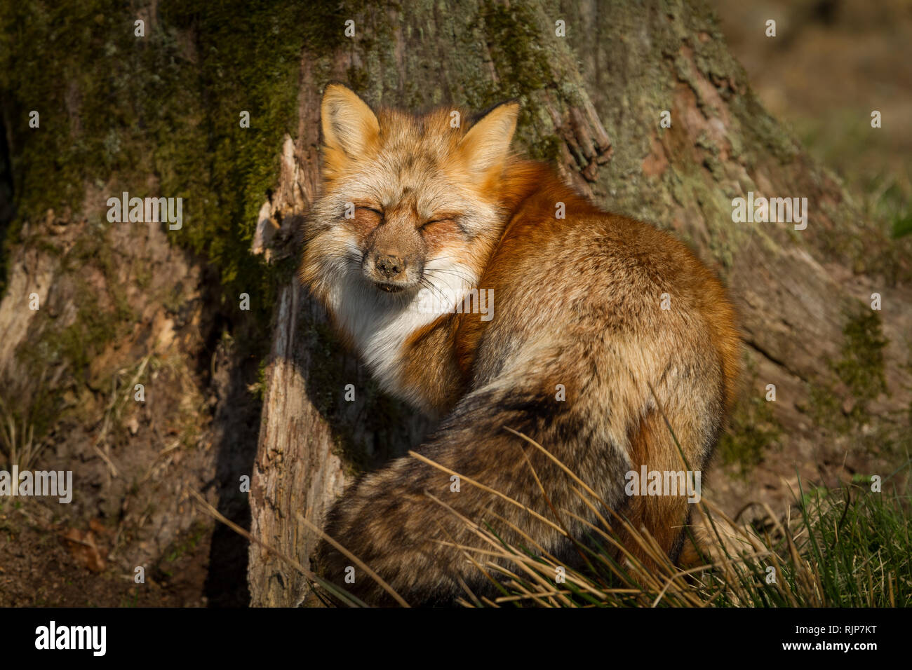 Red Fox in the forest Stock Photo - Alamy