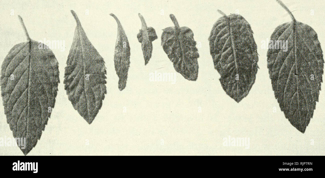 Anatomical distortion hi-res stock photography and images - Alamy