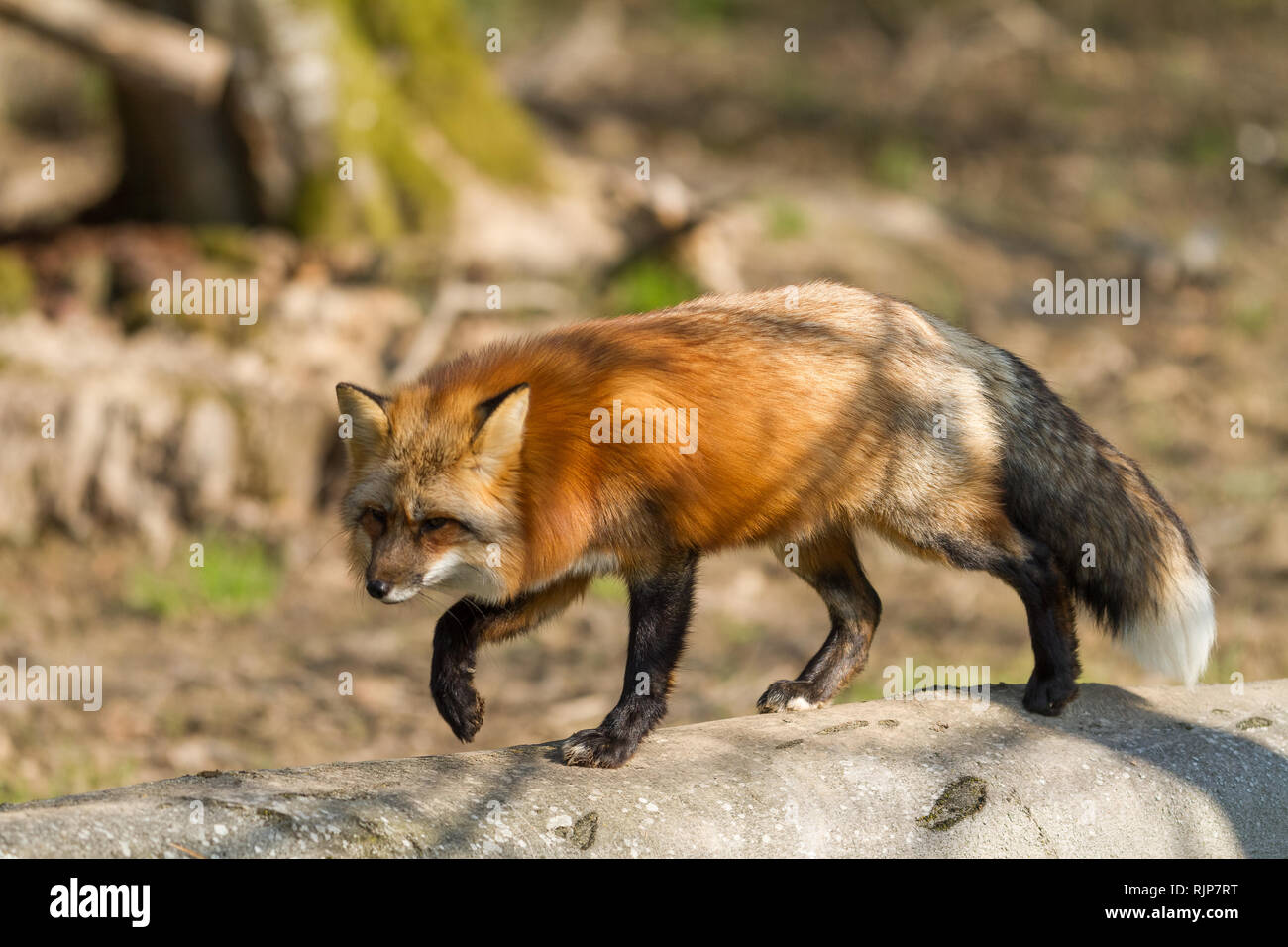 Red Fox in the forest Stock Photo - Alamy