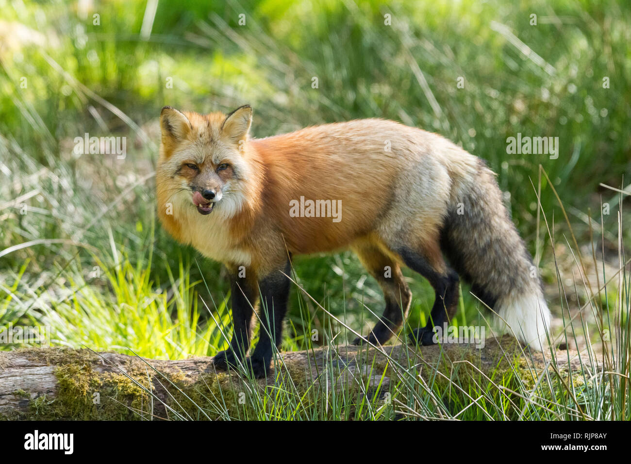 Red Fox in the forest Stock Photo - Alamy