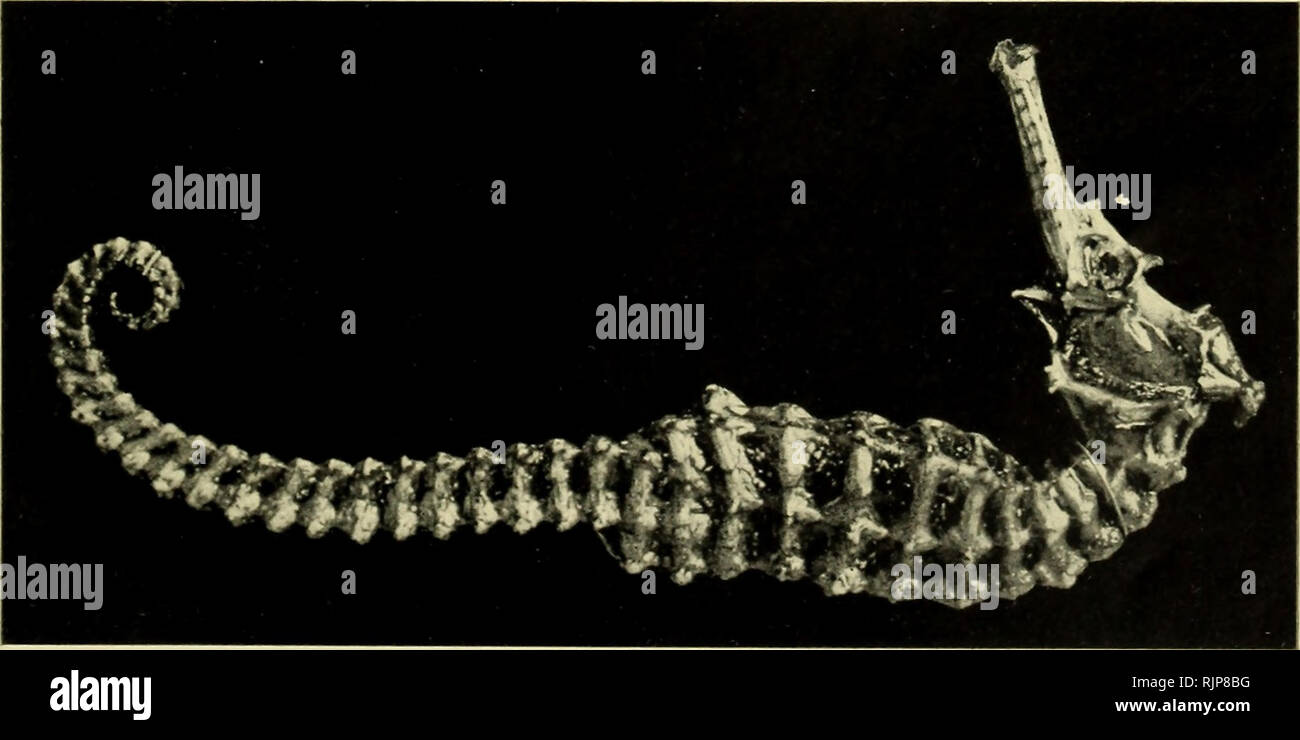 Hippocampus angustus hi-res stock photography and images - Alamy