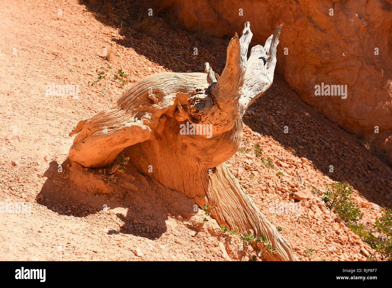 Trees in bryce canyon in the united states of america Stock Photo - Alamy