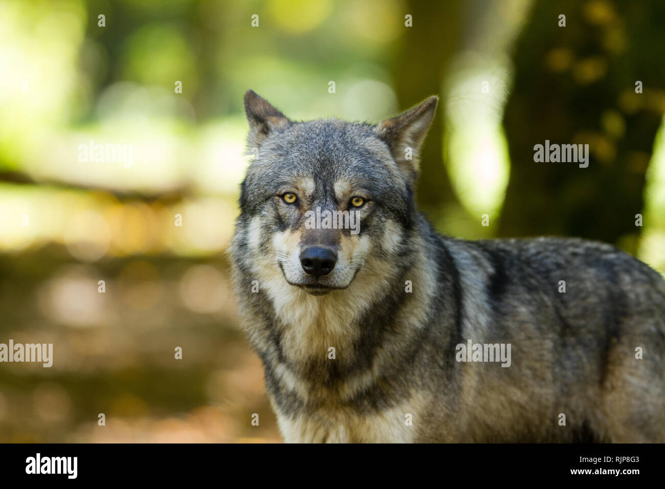 Grey wolf in the forest Stock Photo - Alamy