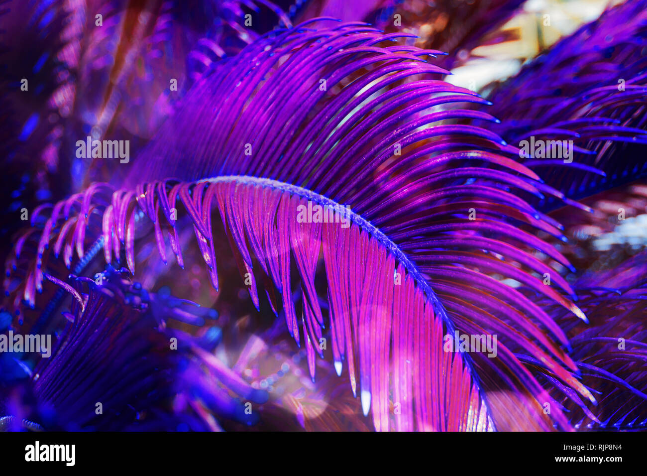 Trendy colored natural floral pattern of palm leaves in violet and ...