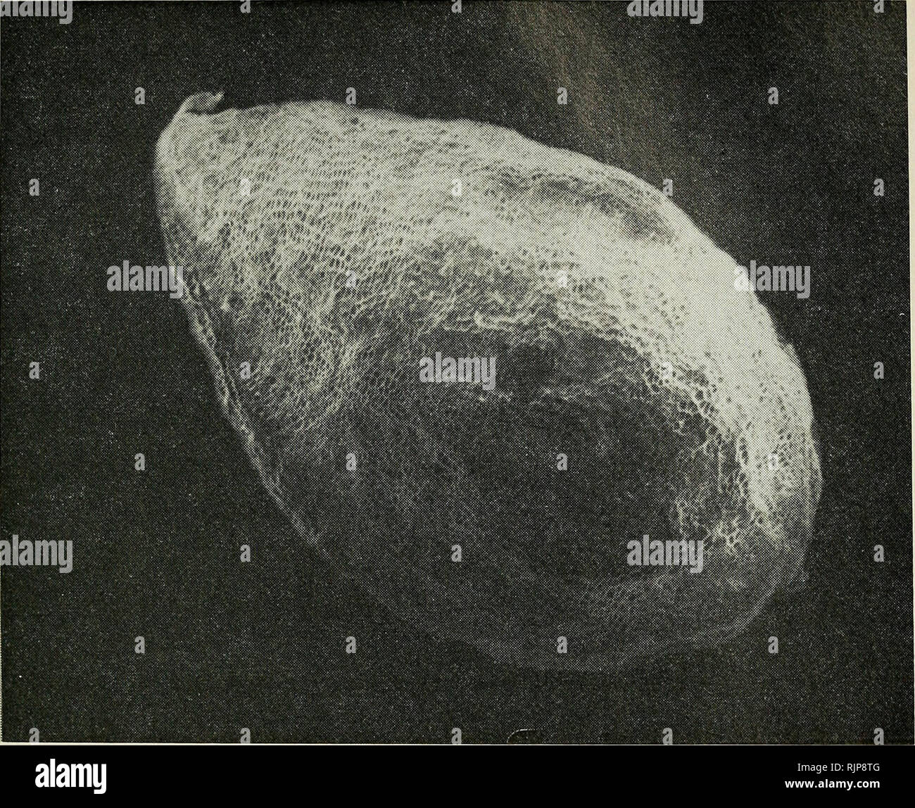 Fossil seeds hi-res stock photography and images - Alamy