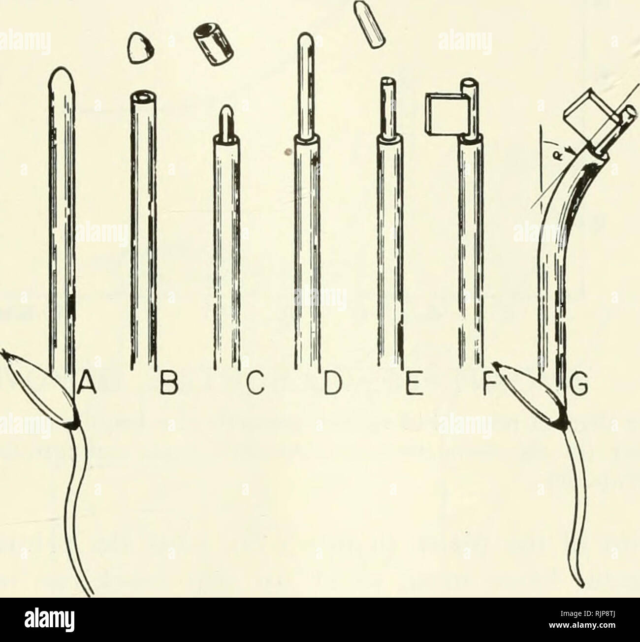 Cell division promoting hi-res stock photography and images - Alamy