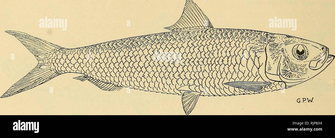 . The Australian zoologist. Zoology; Zoology; Zoology. 400 ...