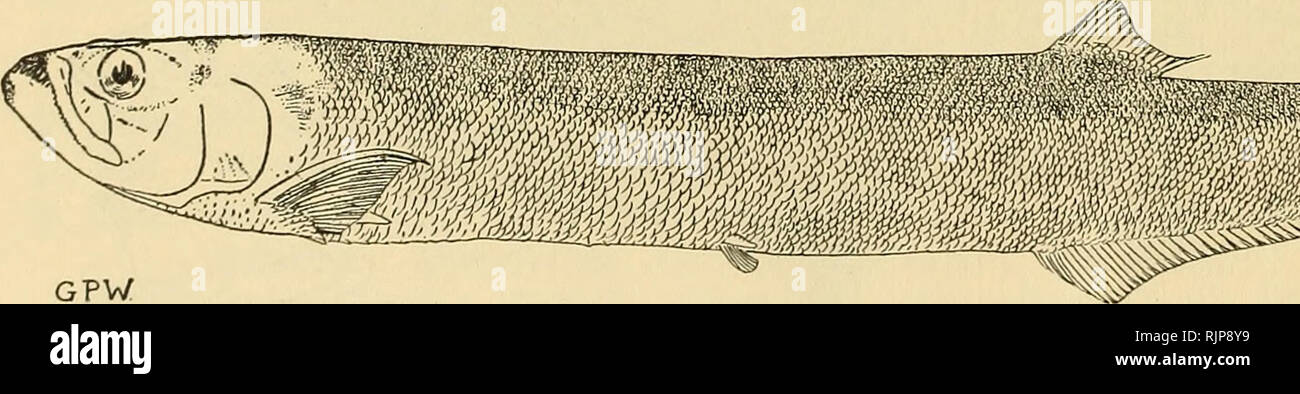 Chirocentridae hi-res stock photography and images - Alamy