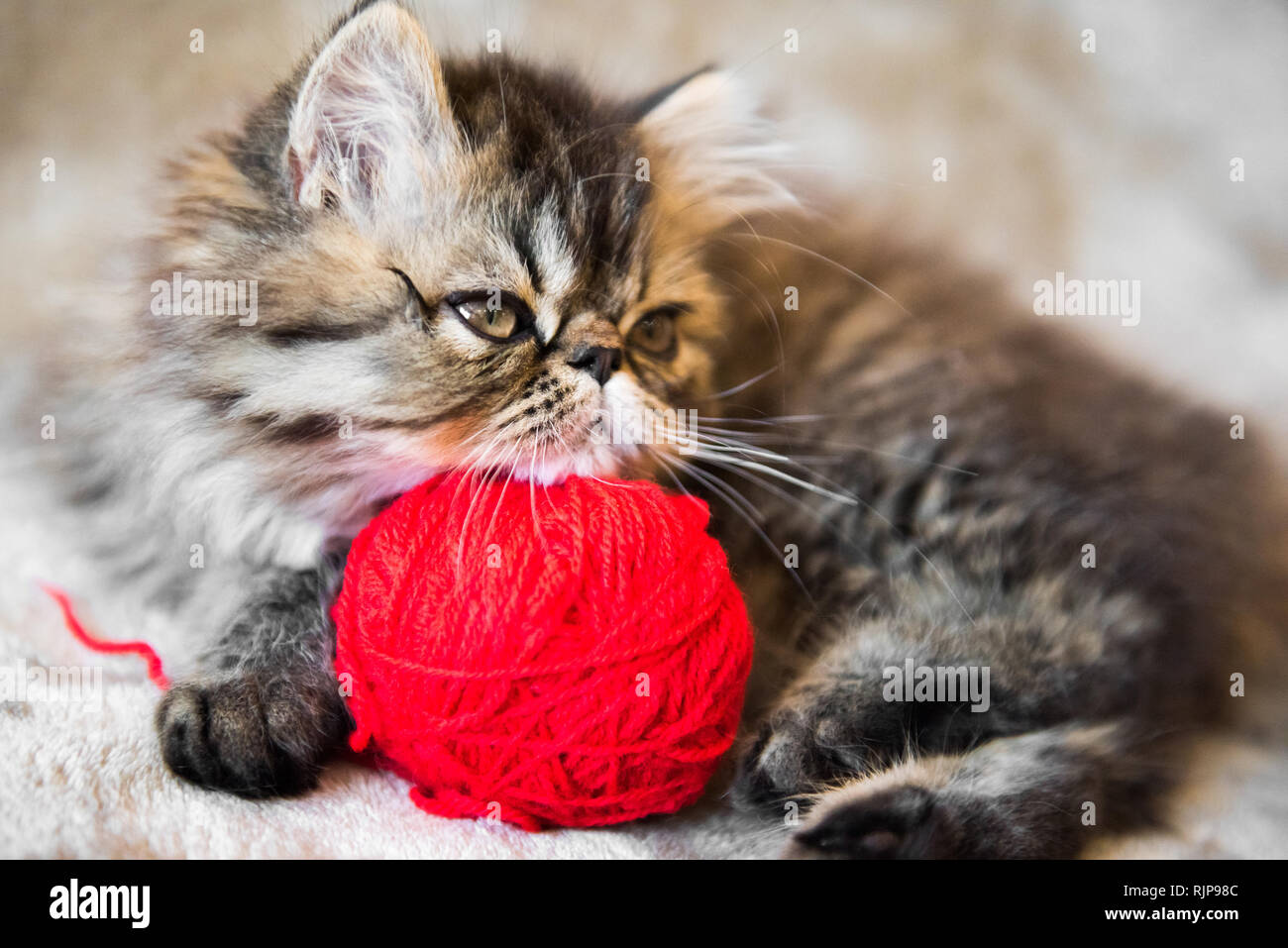 Beautiful Persian kitten cat marble color coat Stock Photo - Alamy
