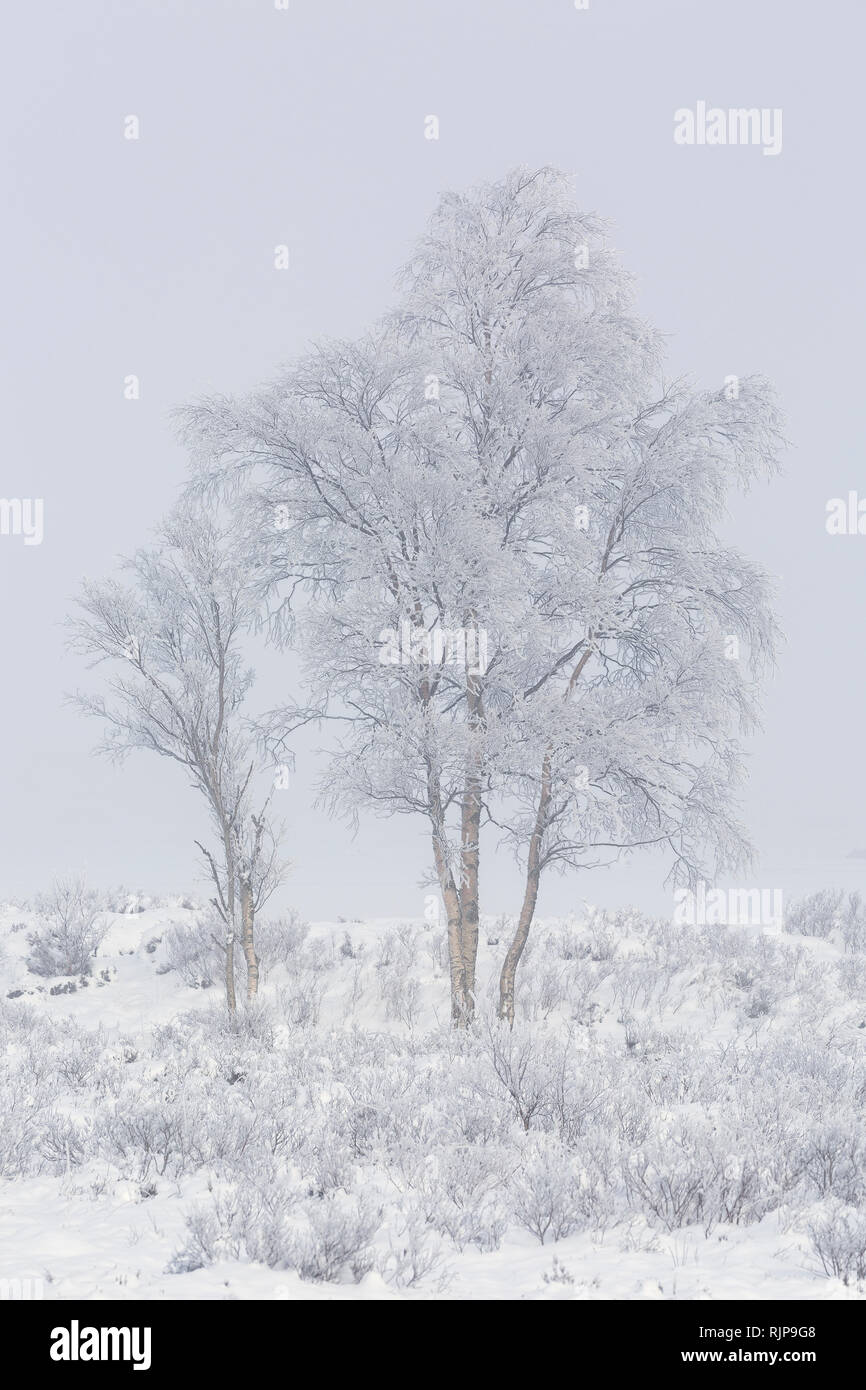 Silver birch trees scotland hi-res stock photography and images - Alamy