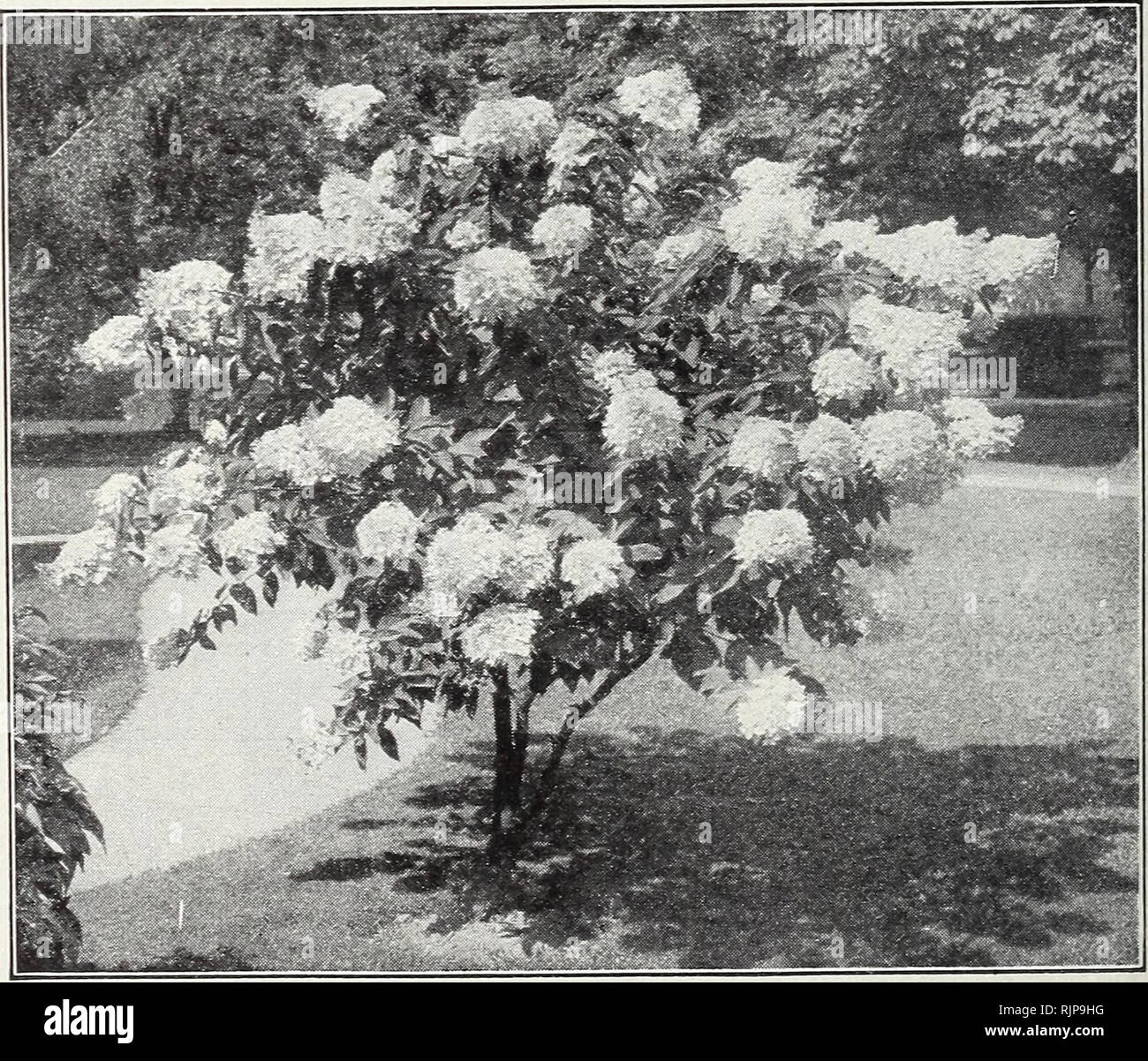 Cone Shaped Hydrangea High Resolution Stock Photography and Images - Alamy