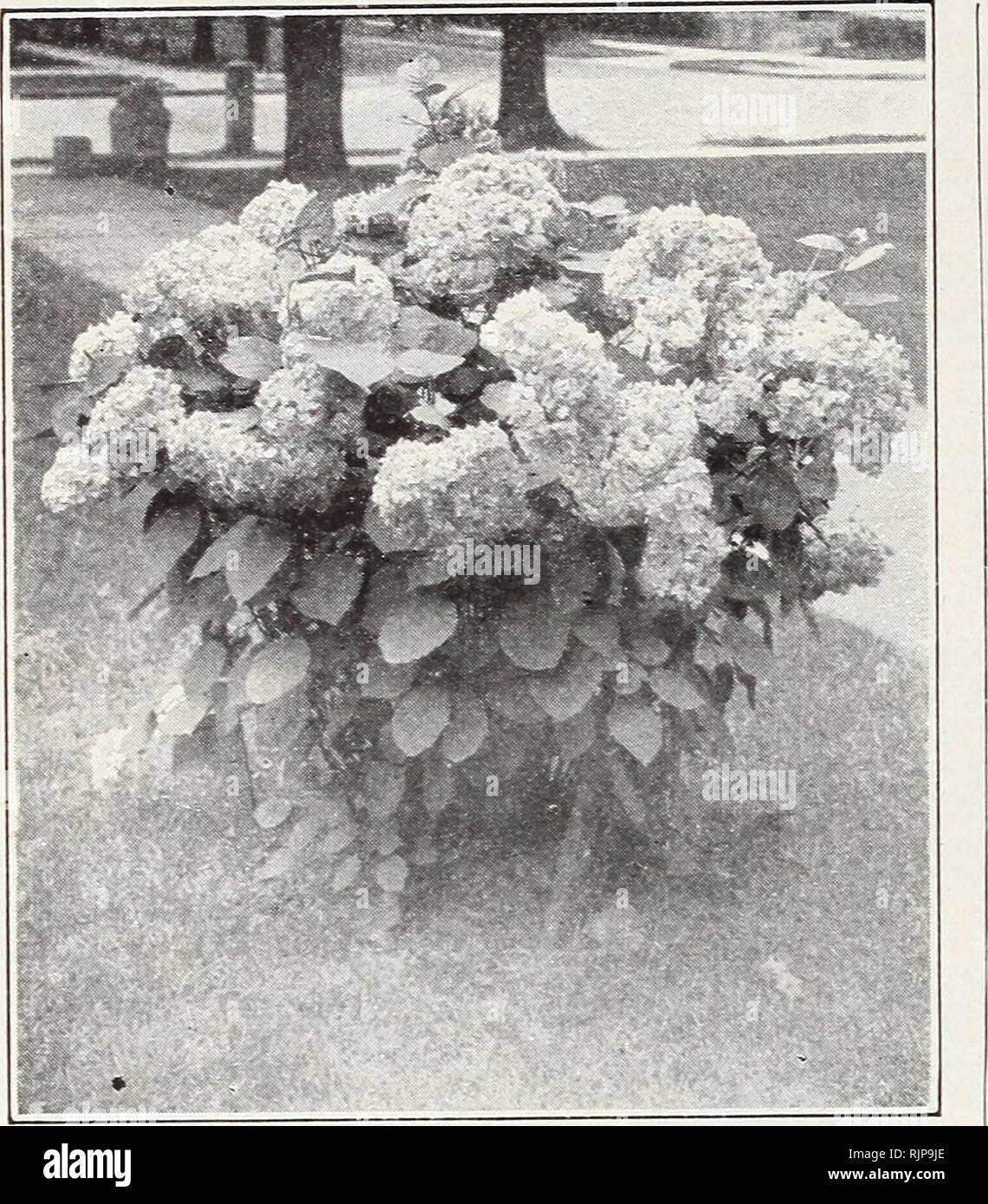 Cone Shaped Hydrangea High Resolution Stock Photography and Images - Alamy