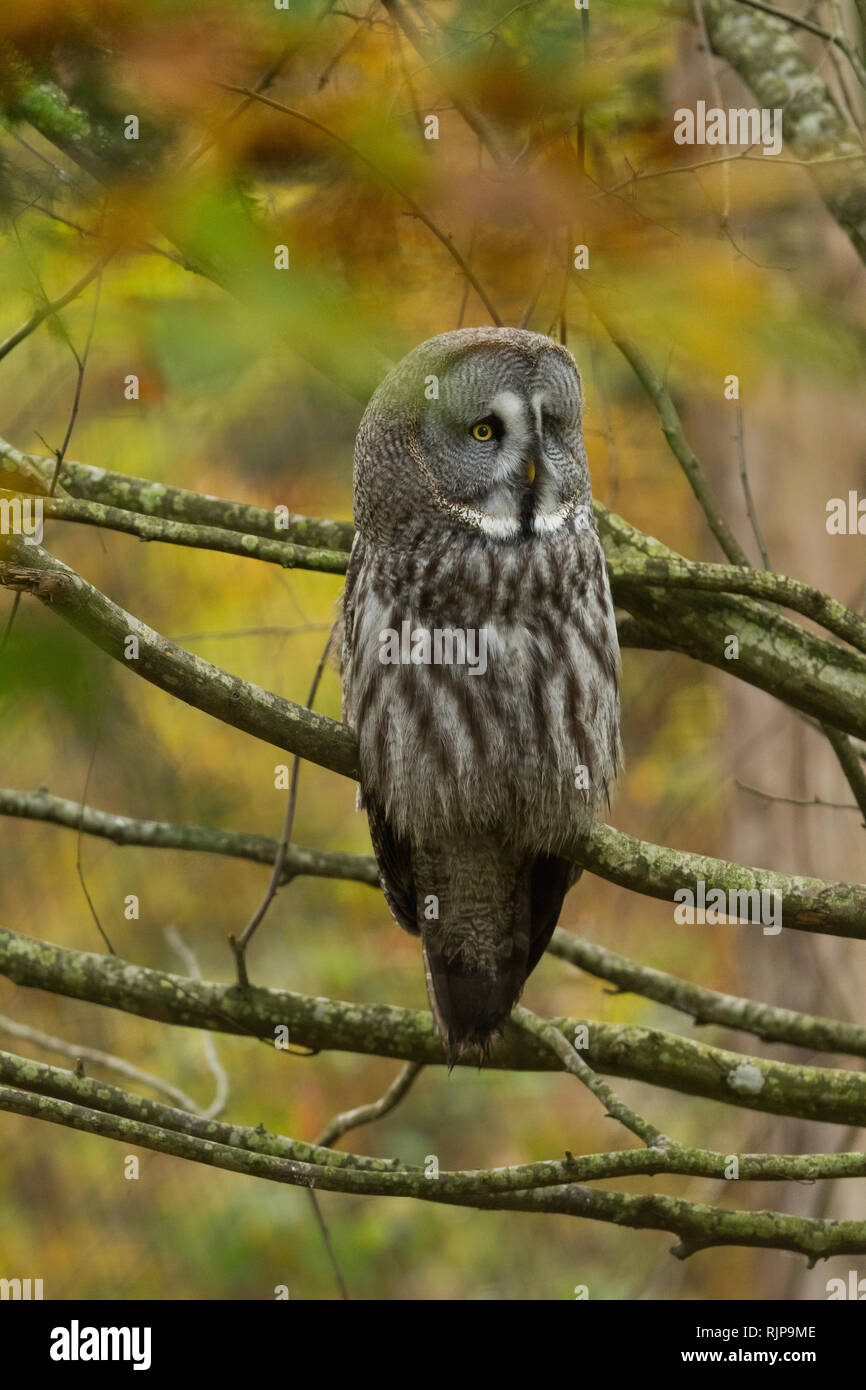 Great gray owl in the tree Stock Photo - Alamy