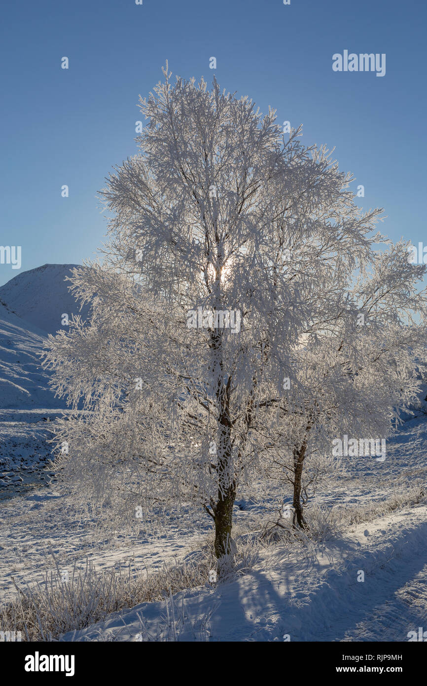 Backlit trees snow hi-res stock photography and images - Alamy