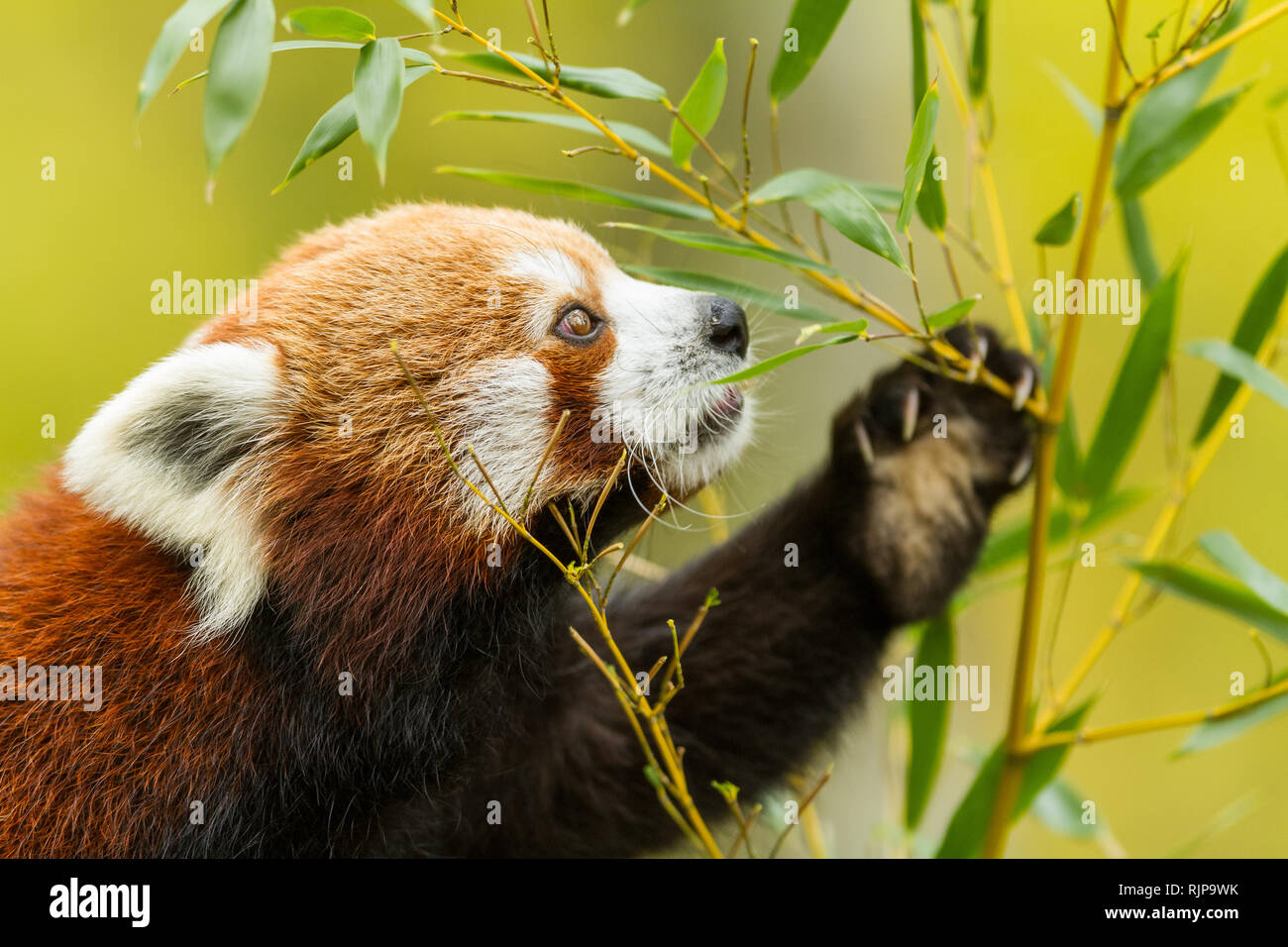 Red Panda in the tree Stock Photo - Alamy