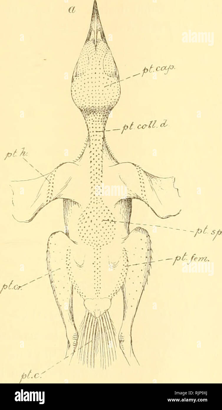 . Aves. Appendix: On some points in the anatomy of Bradypterus ...