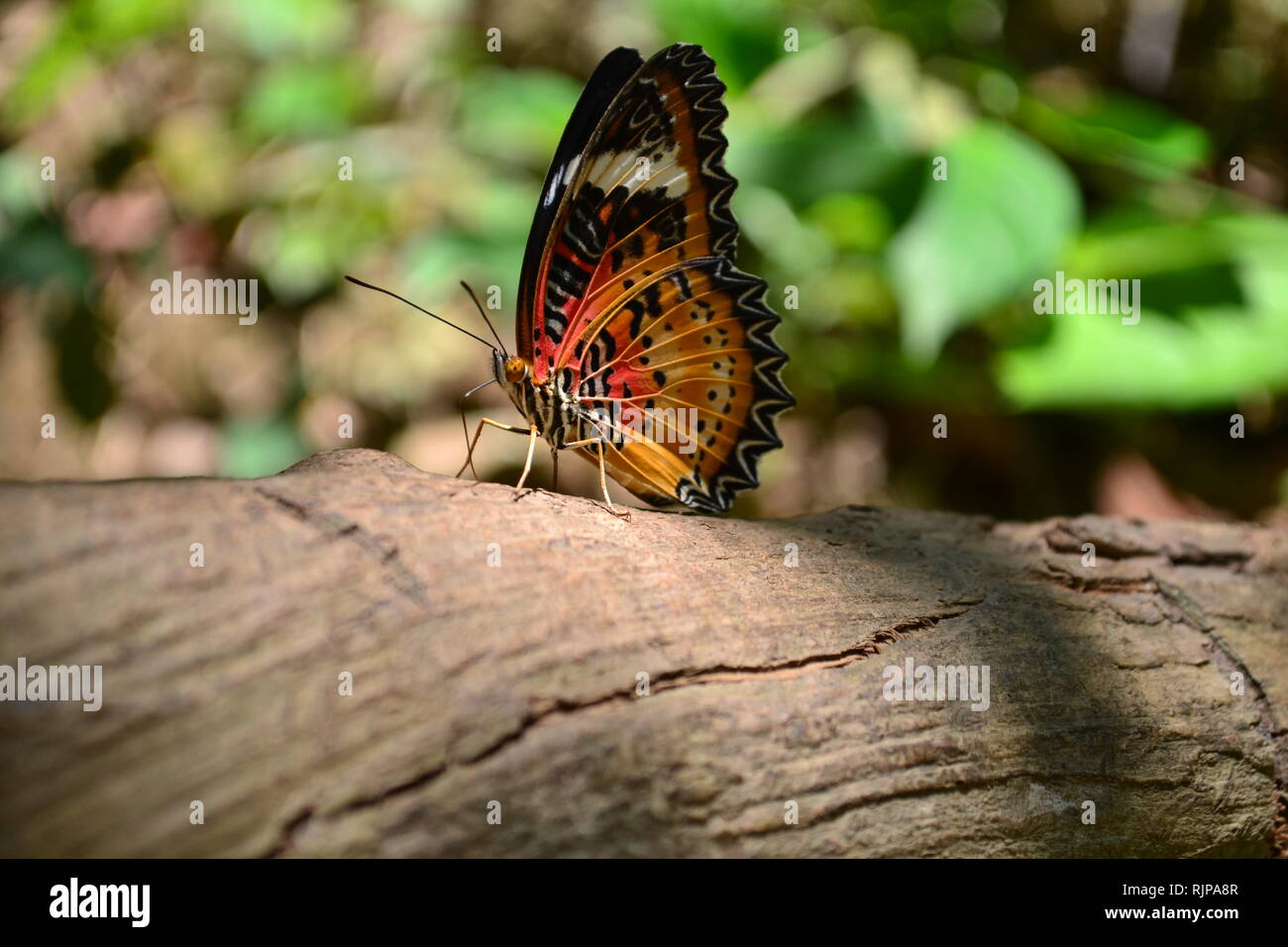 Butterfly on log hi-res stock photography and images - Alamy