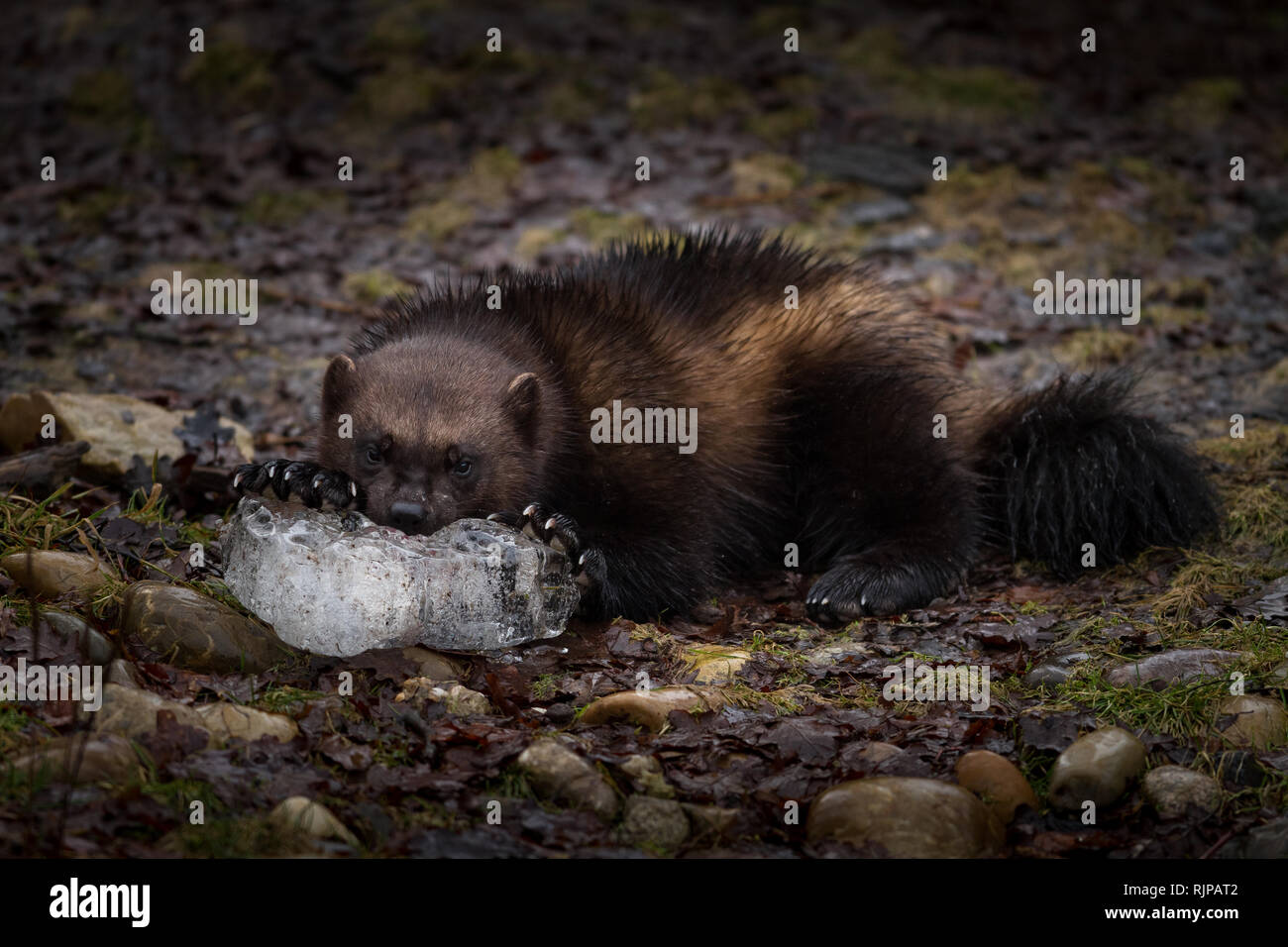 Wolverine in the forest Stock Photo - Alamy