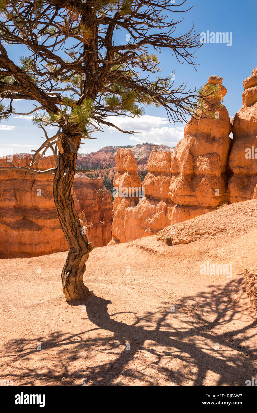 Trees in bryce canyon in the united states of america Stock Photo - Alamy