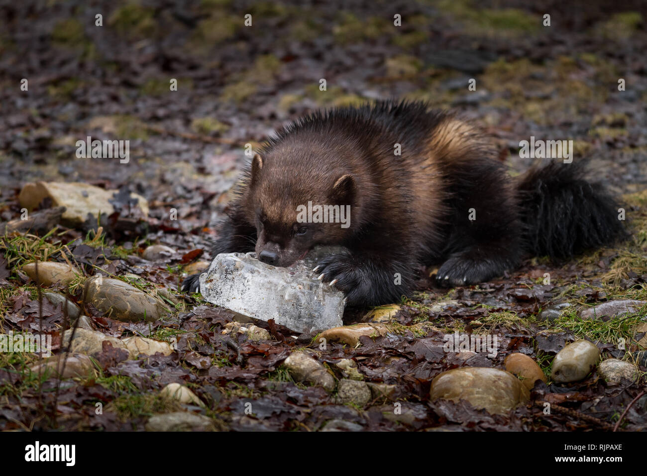 Wolverine in the forest Stock Photo - Alamy