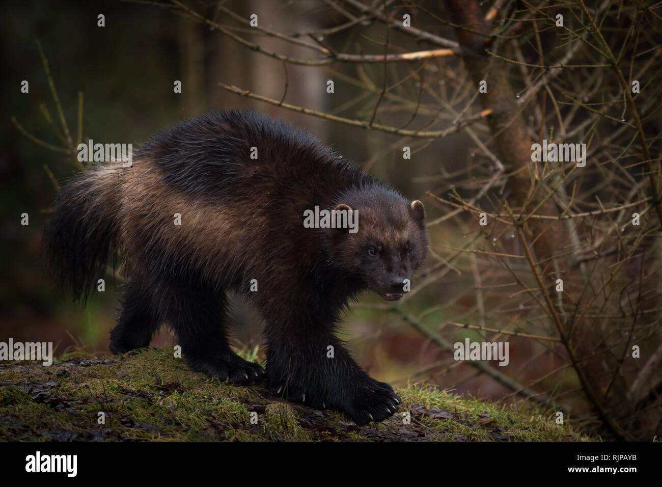 Wolverine in the forest Stock Photo - Alamy