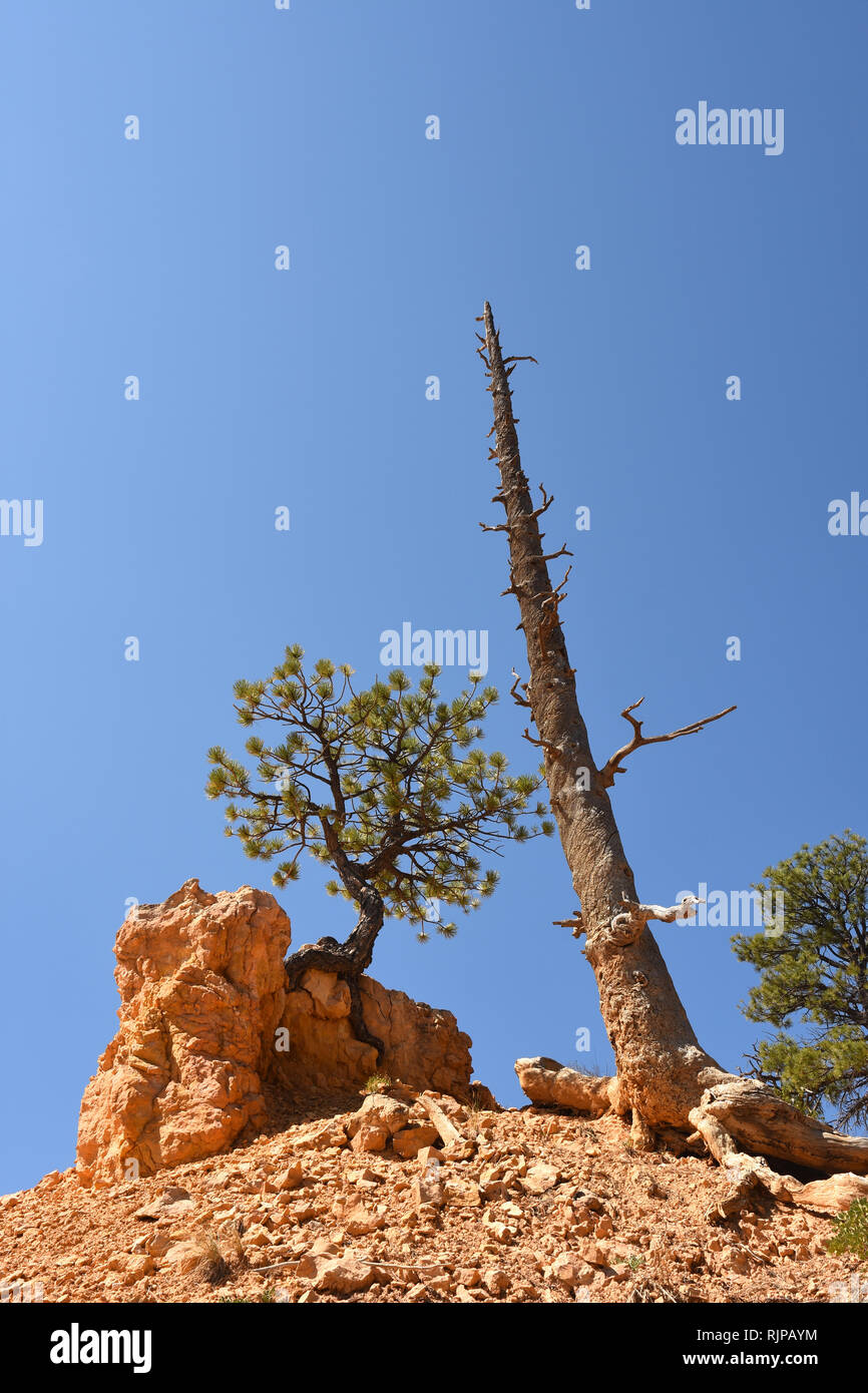 Trees in bryce canyon in the united states of america Stock Photo - Alamy