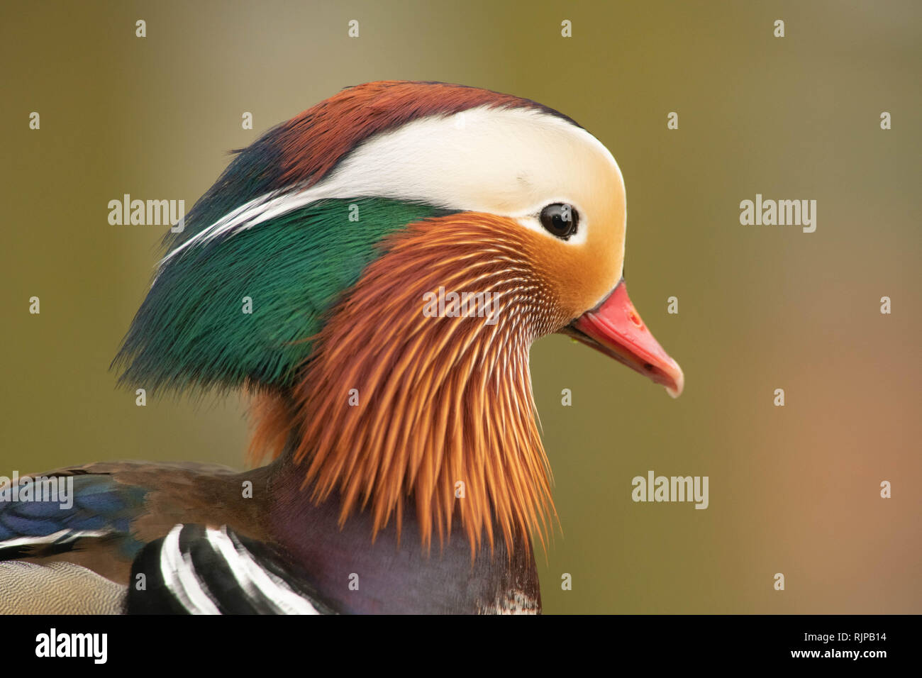 Mandarin Duck Closeup in full color Stock Photo - Alamy