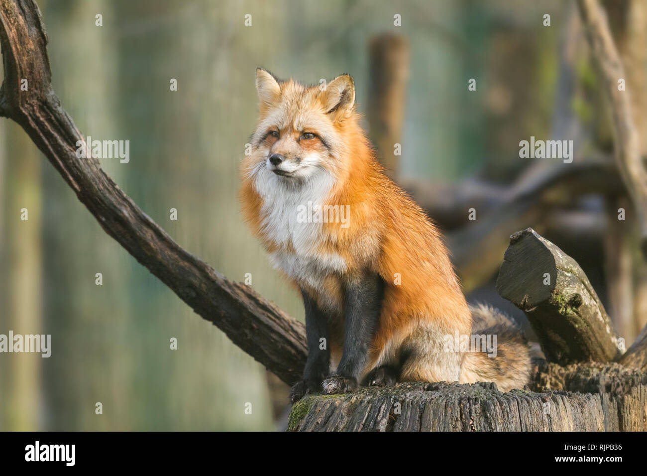 Red Fox in the forest Stock Photo - Alamy
