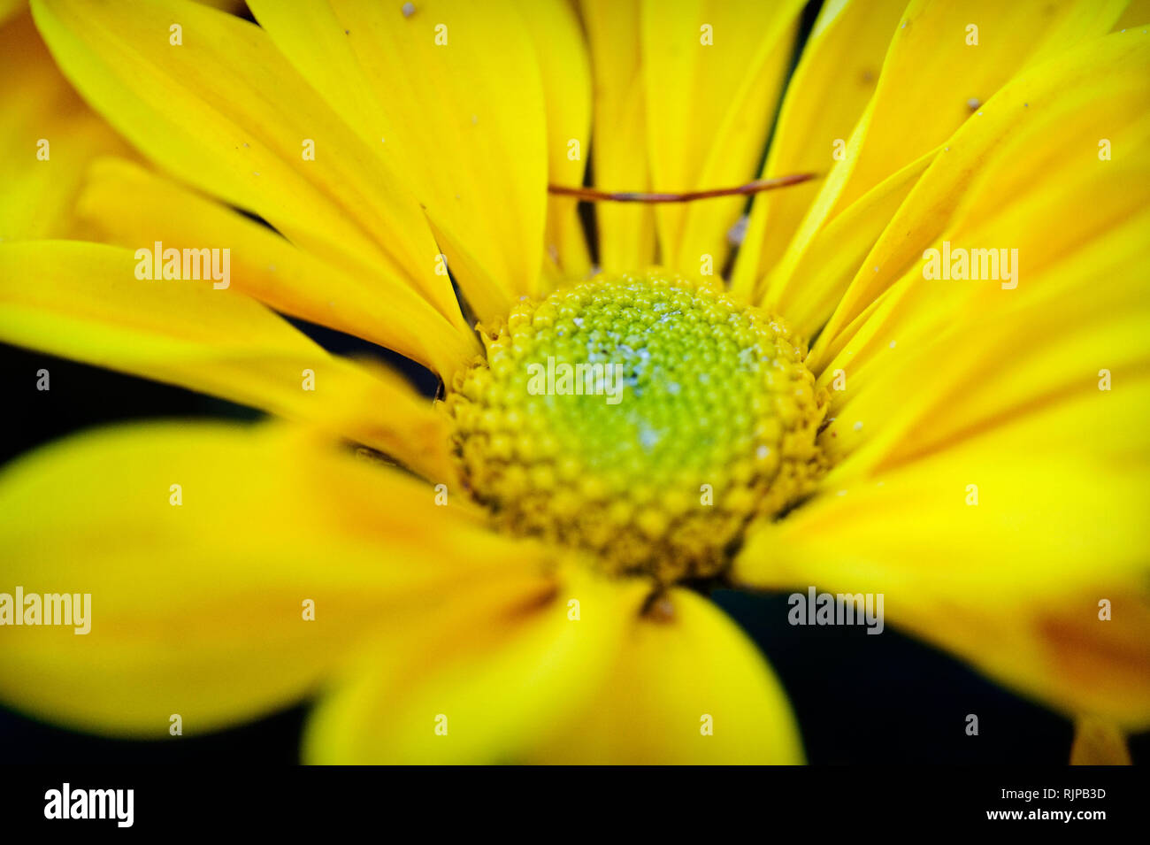 Wadelia flower hi-res stock photography and images - Alamy