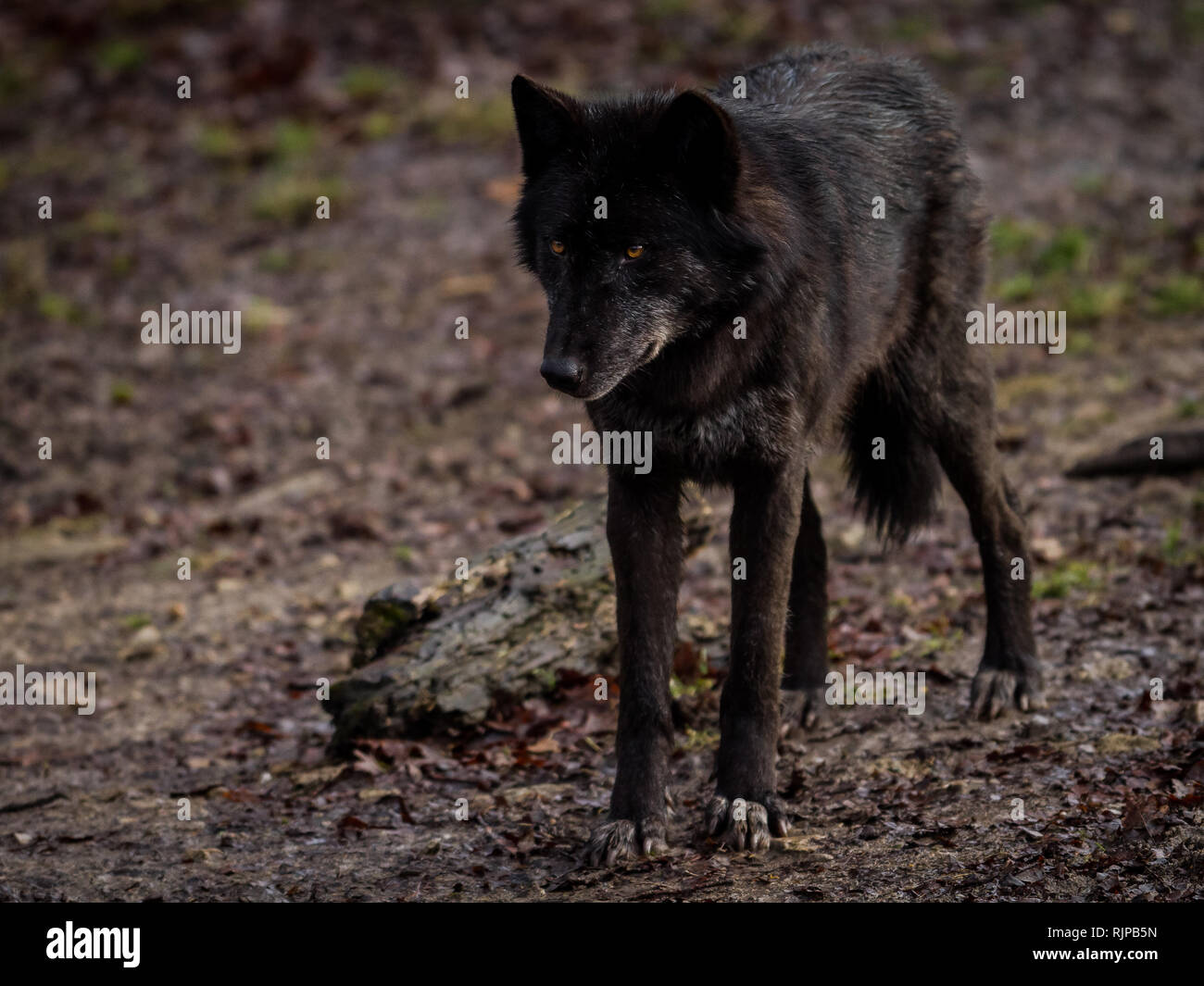Black wolf in the forest Stock Photo - Alamy