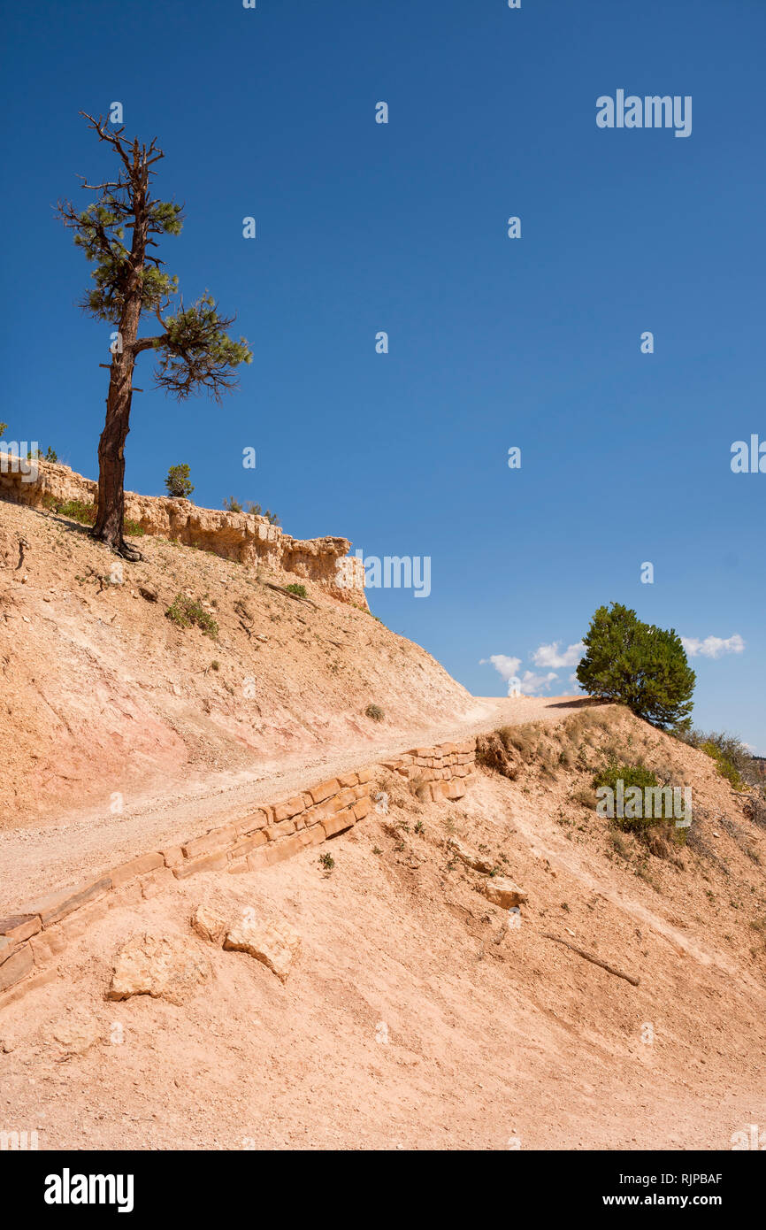 Trees in bryce canyon in the united states of america Stock Photo - Alamy