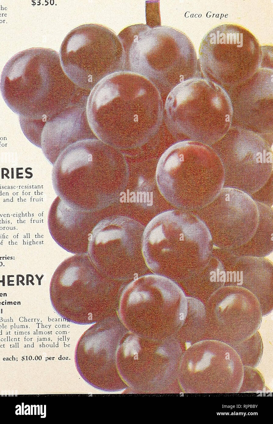 Possessed vegetables hi-res stock photography and images - Alamy