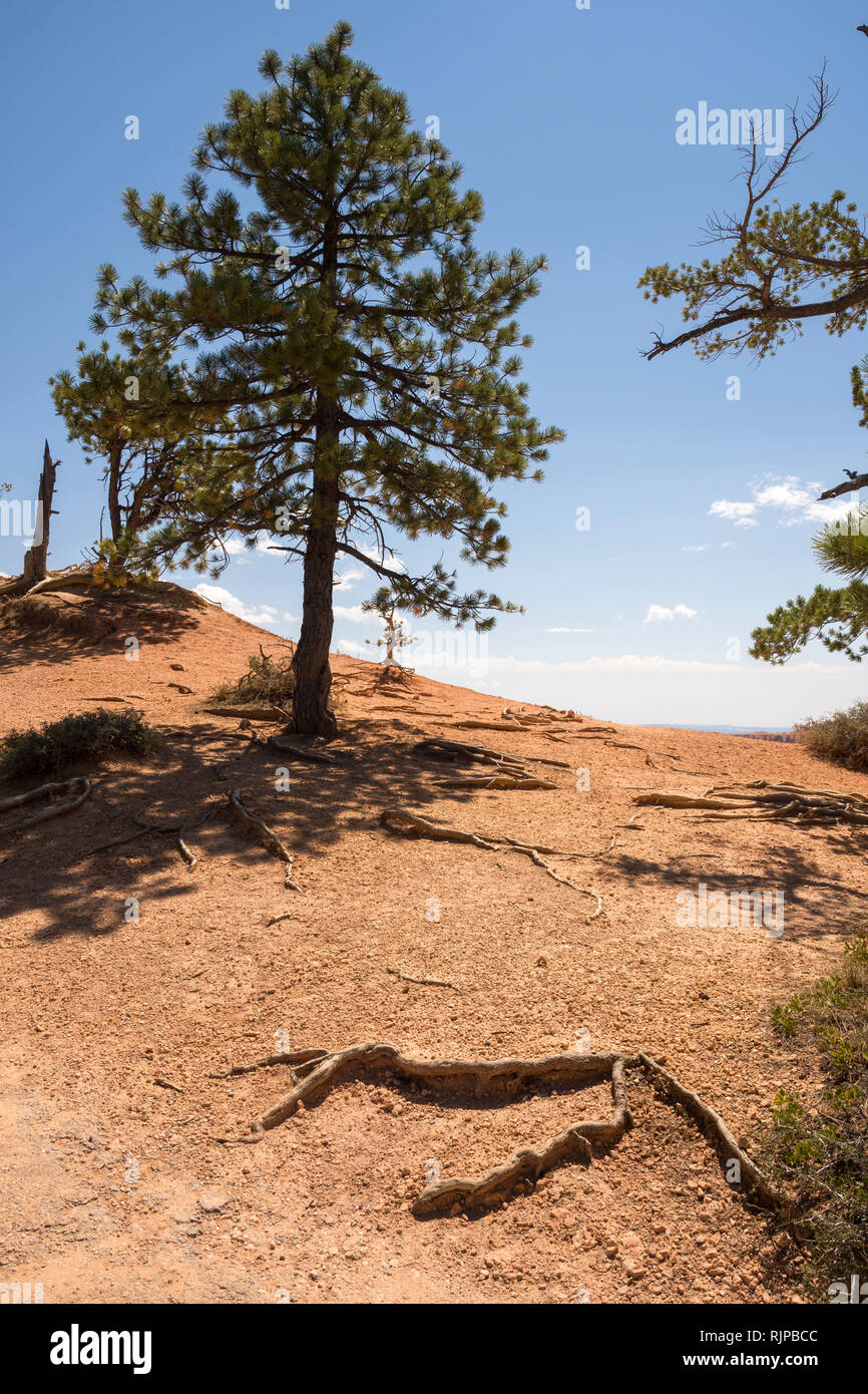 Trees in bryce canyon in the united states of america Stock Photo - Alamy