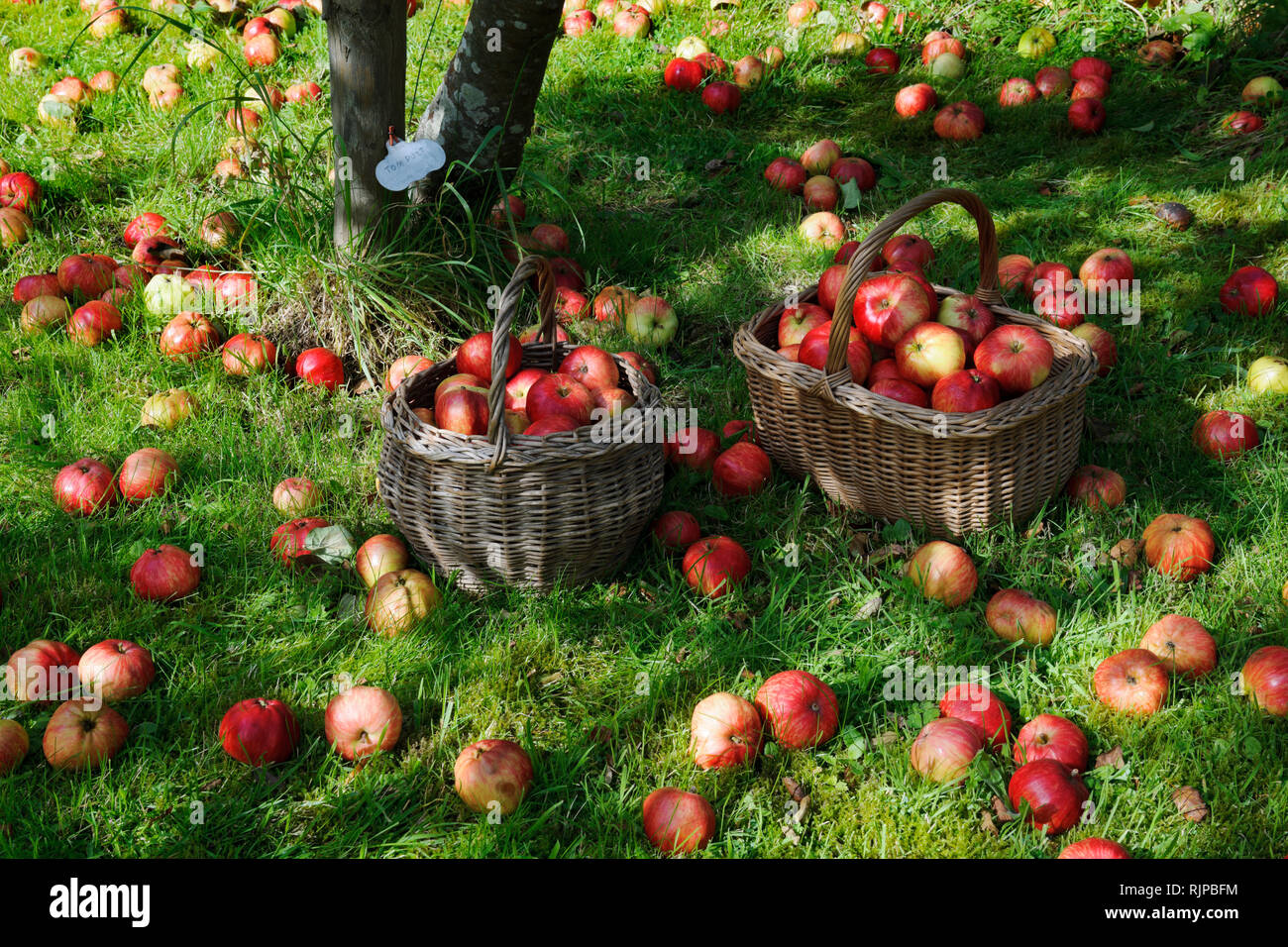 Collecting apples orchard hi-res stock photography and images - Alamy