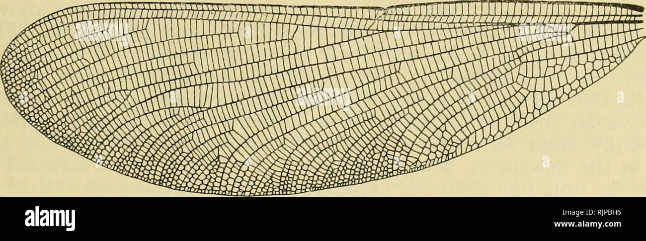 Agriidae High Resolution Stock Photography and Images - Alamy