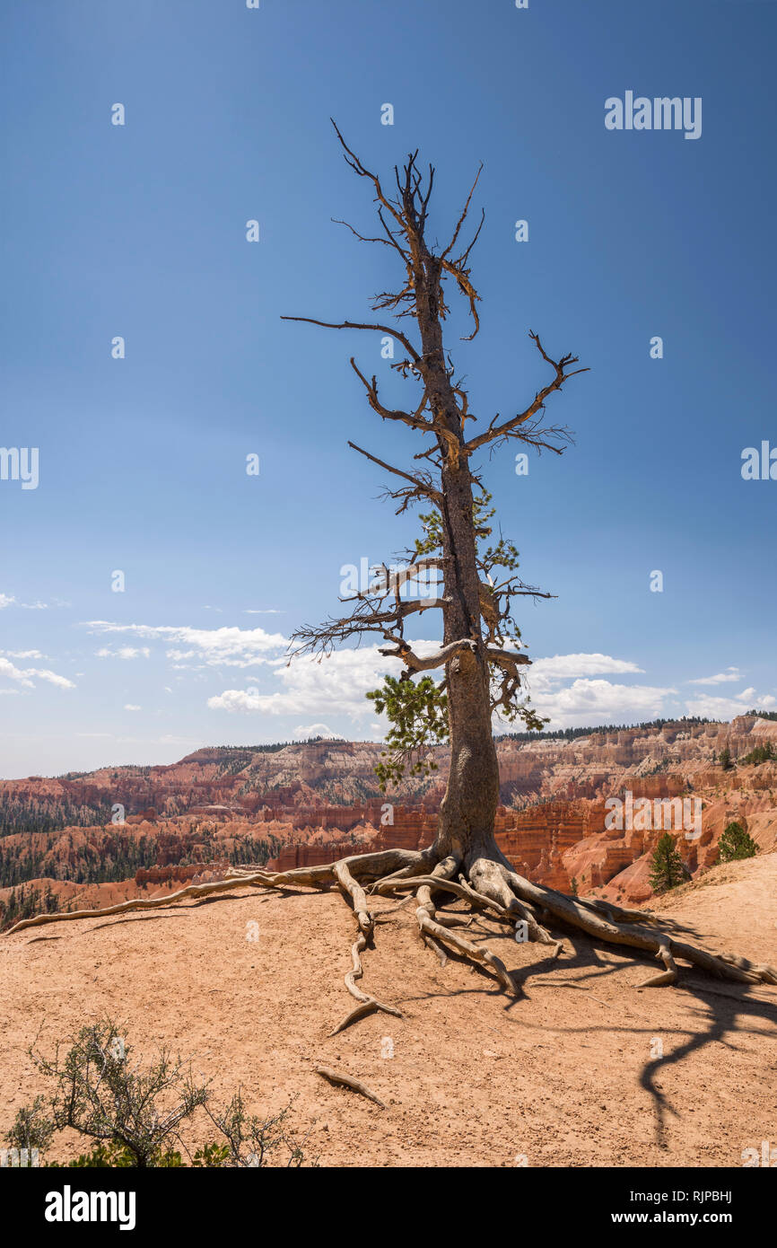 Trees in bryce canyon in the united states of america Stock Photo - Alamy