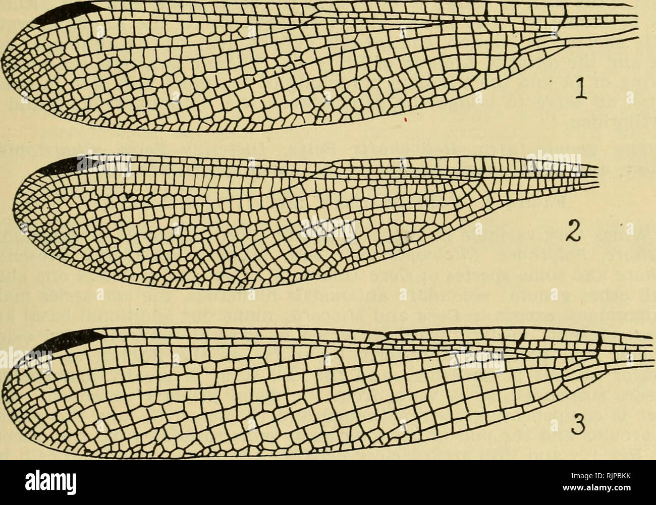 Genotype 1 hi-res stock photography and images - Alamy