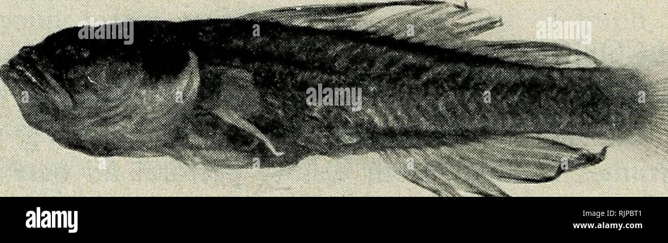 . The Australian zoologist. Zoology; Zoology; Zoology. «gp«#*^. y r ...