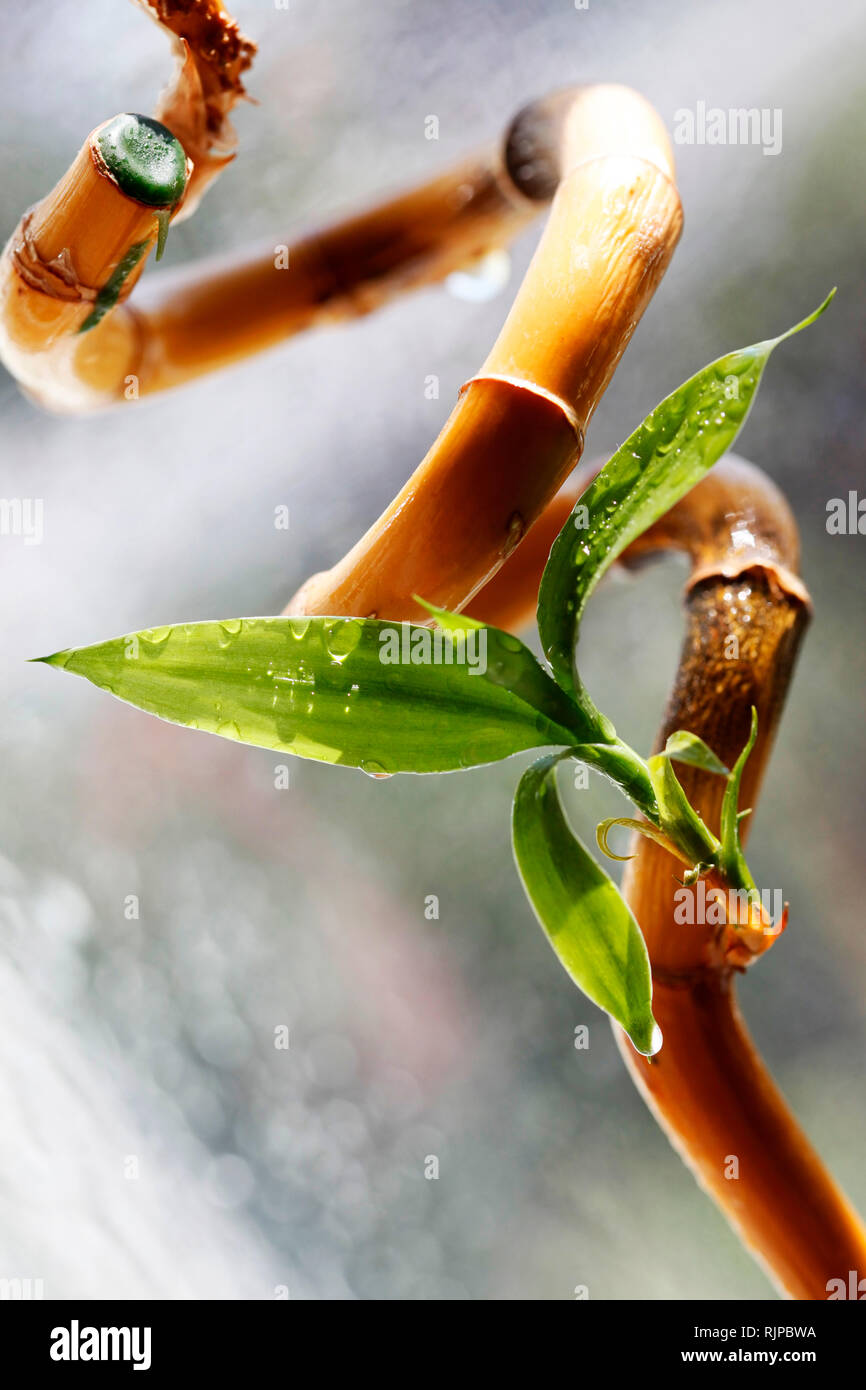 Leaves of a young bamboo on a drying up stalk Stock Photo - Alamy