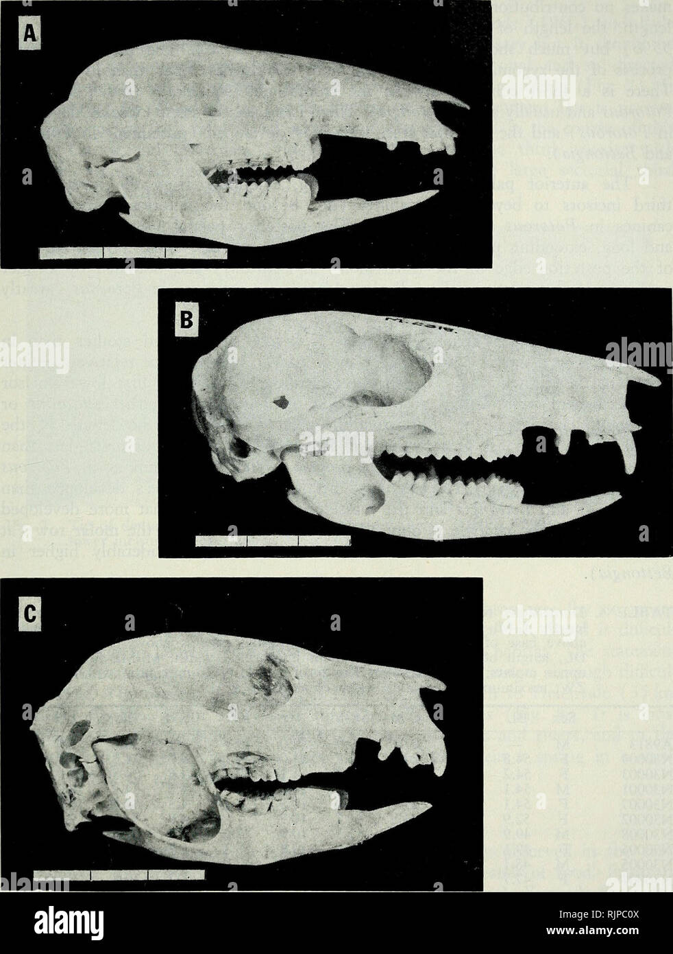 . The Australian zoologist. Zoology; Zoology; Zoology. DESCRIPTION AND ...