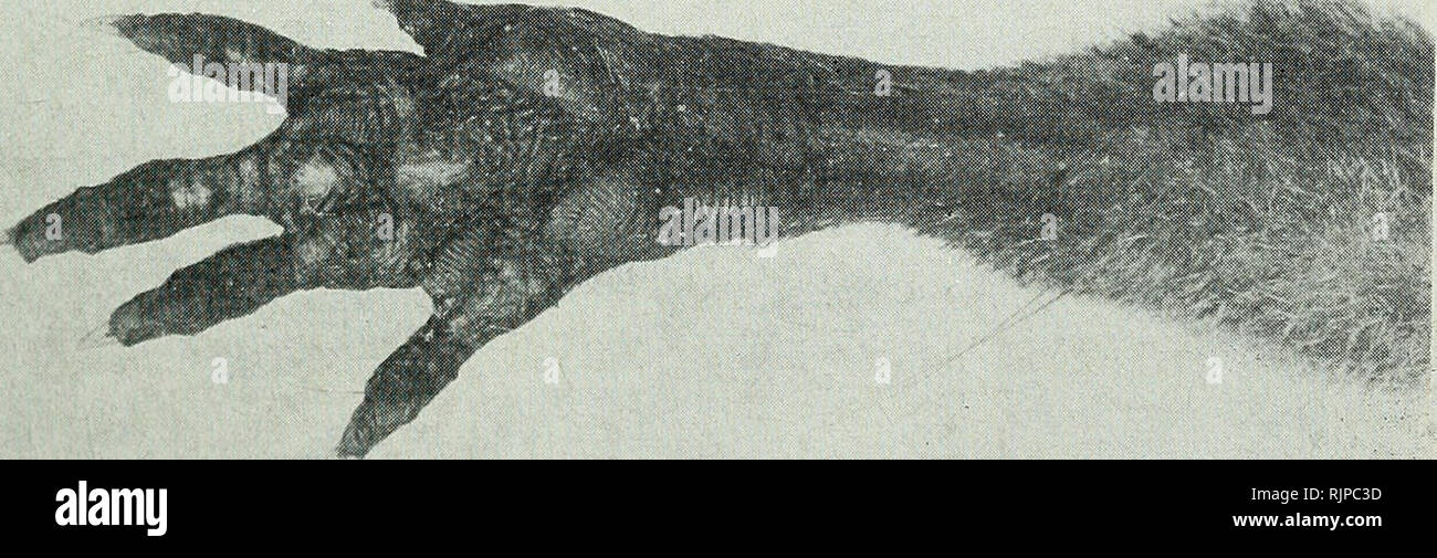 . The Australian zoologist. Zoology; Zoology; Zoology. DESCRIPTION AND ...