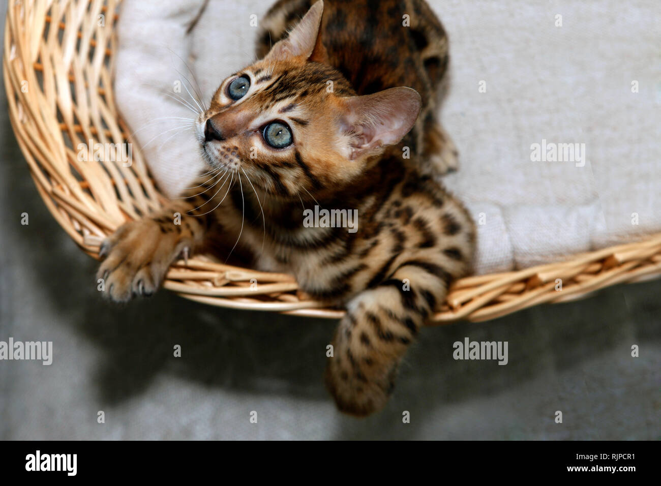 Small bengal kitten in a basket Stock Photo - Alamy