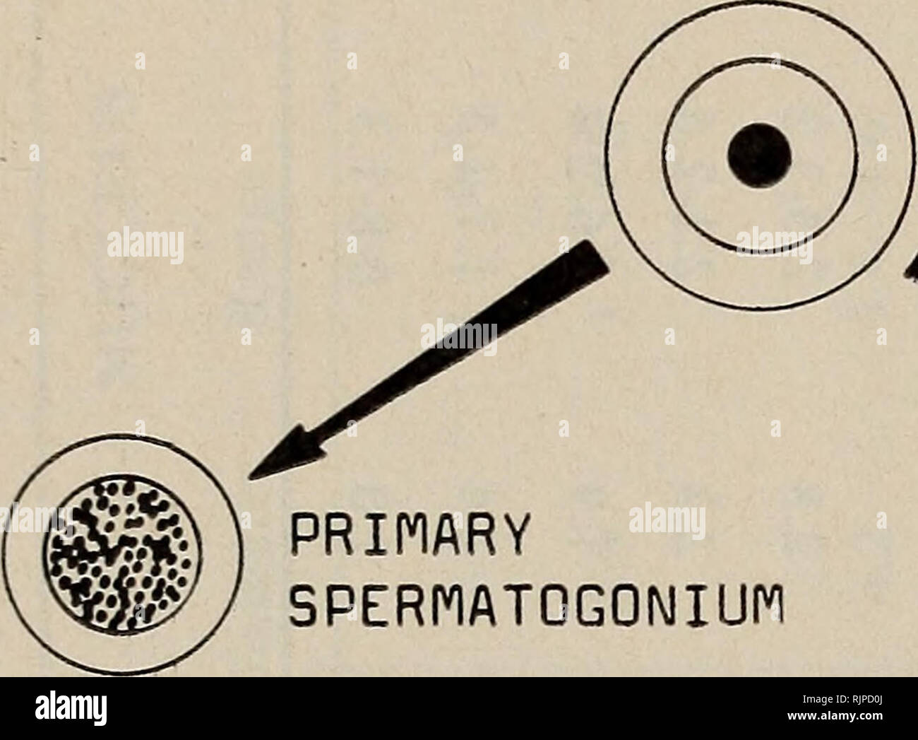 Spermatogonium hi-res stock photography and images - Alamy