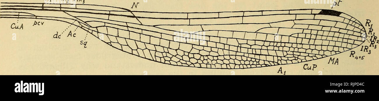 . The Australian zoologist. Zoology; Zoology; Zoology. 140 A ...