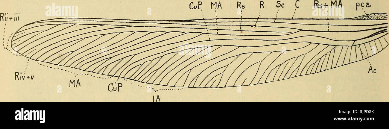 Pseudostigmatidae hi-res stock photography and images - Alamy