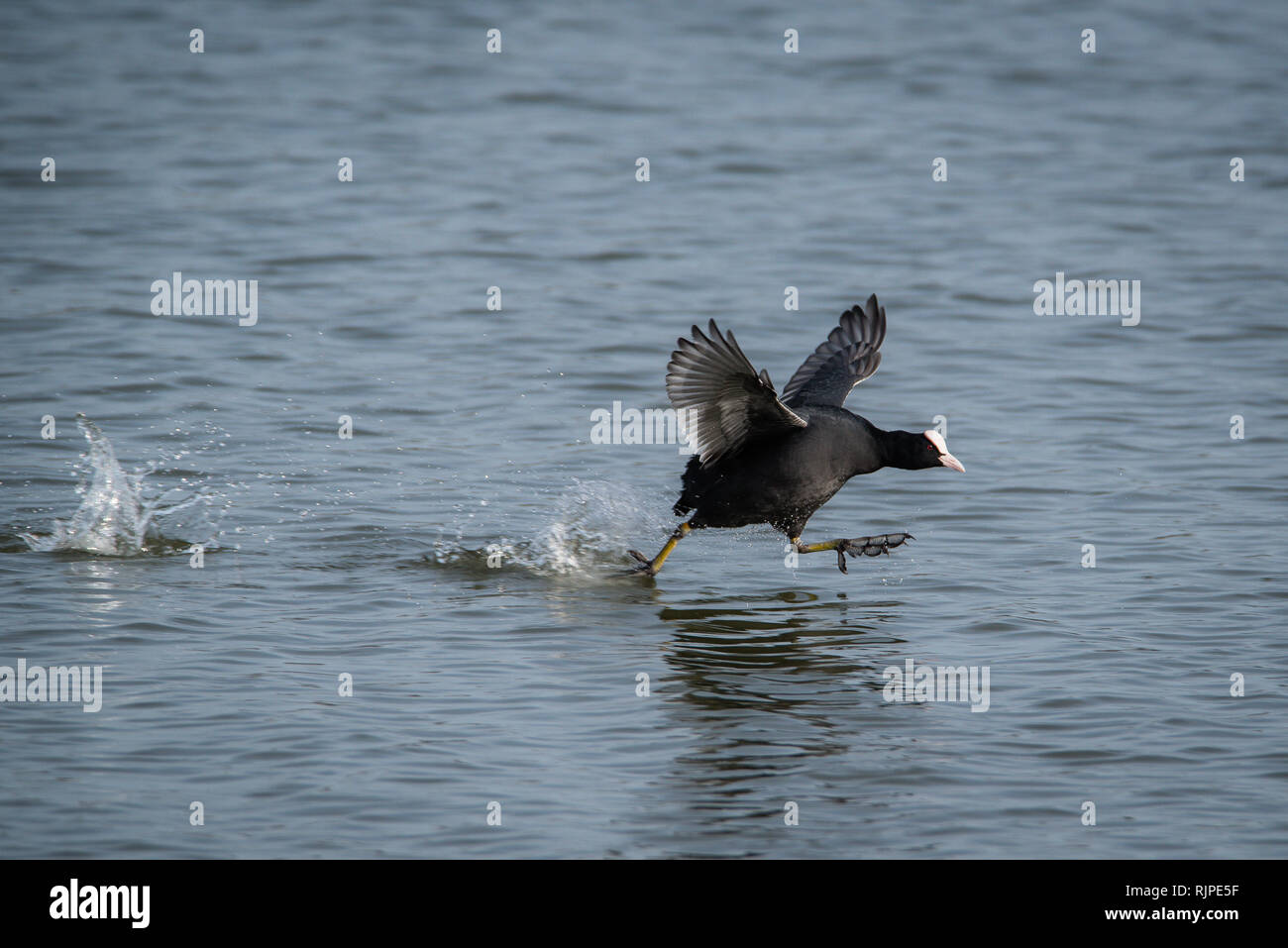 Birdwatching at Pitsford Water Northampton Stock Photo - Alamy