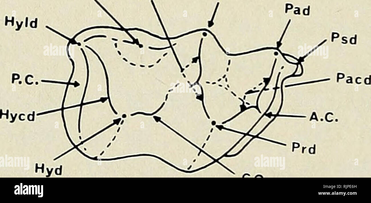 Sminthopsis virginiae hi-res stock photography and images - Alamy