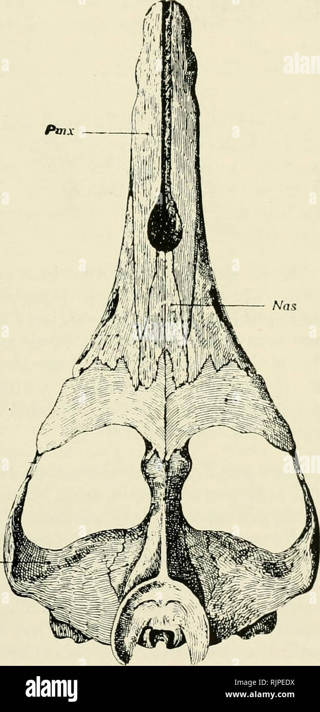. The Australian Museum magazine. Natural history. These skulls of very ...